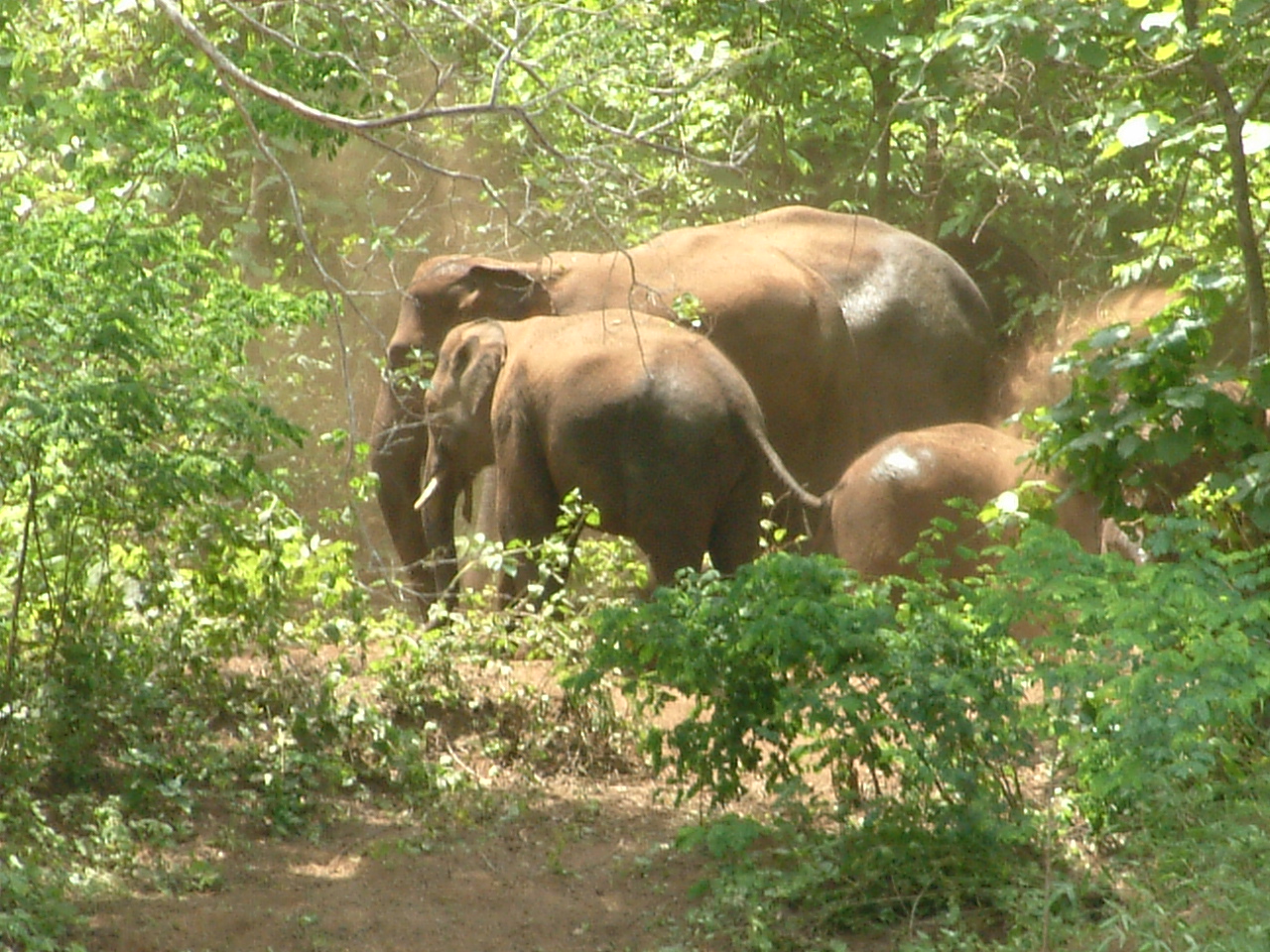 Elephant population rises to 1930 in Odisha - My Sambalpur